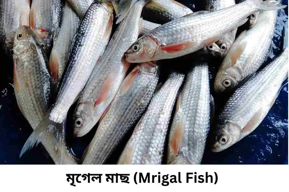 মৃগেল মাছ (Mrigal Fish) পরিচিতি: প্রাপ্তিস্থান, বৈশিষ্ট্য, খাদ্যাভ্যাস ...